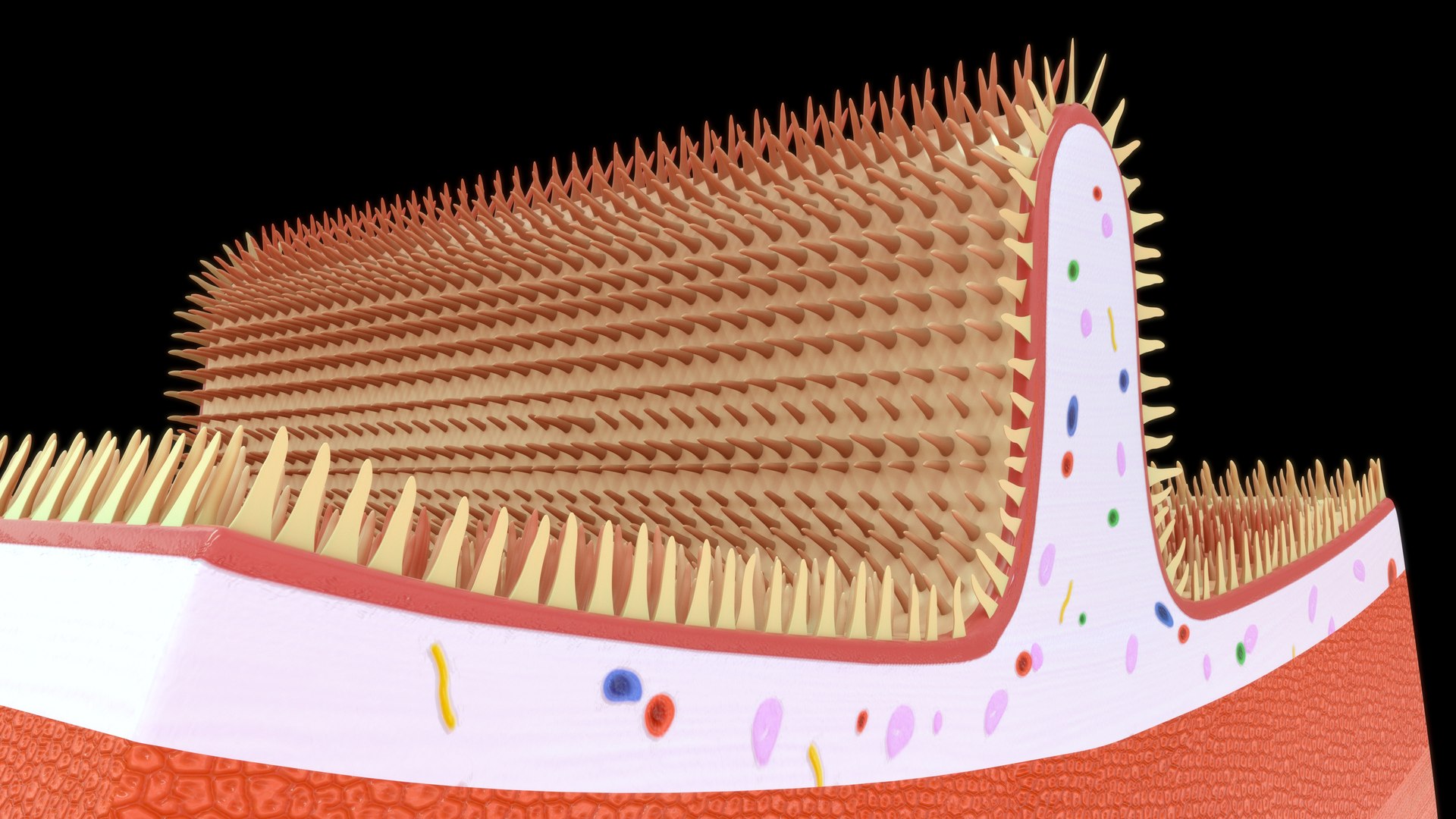 3D Plicae Circulares Section Model - TurboSquid 2308417