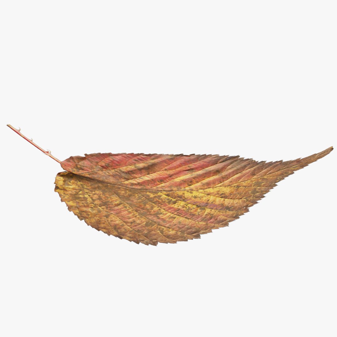 3D Autumn Leaf - TurboSquid 1223058