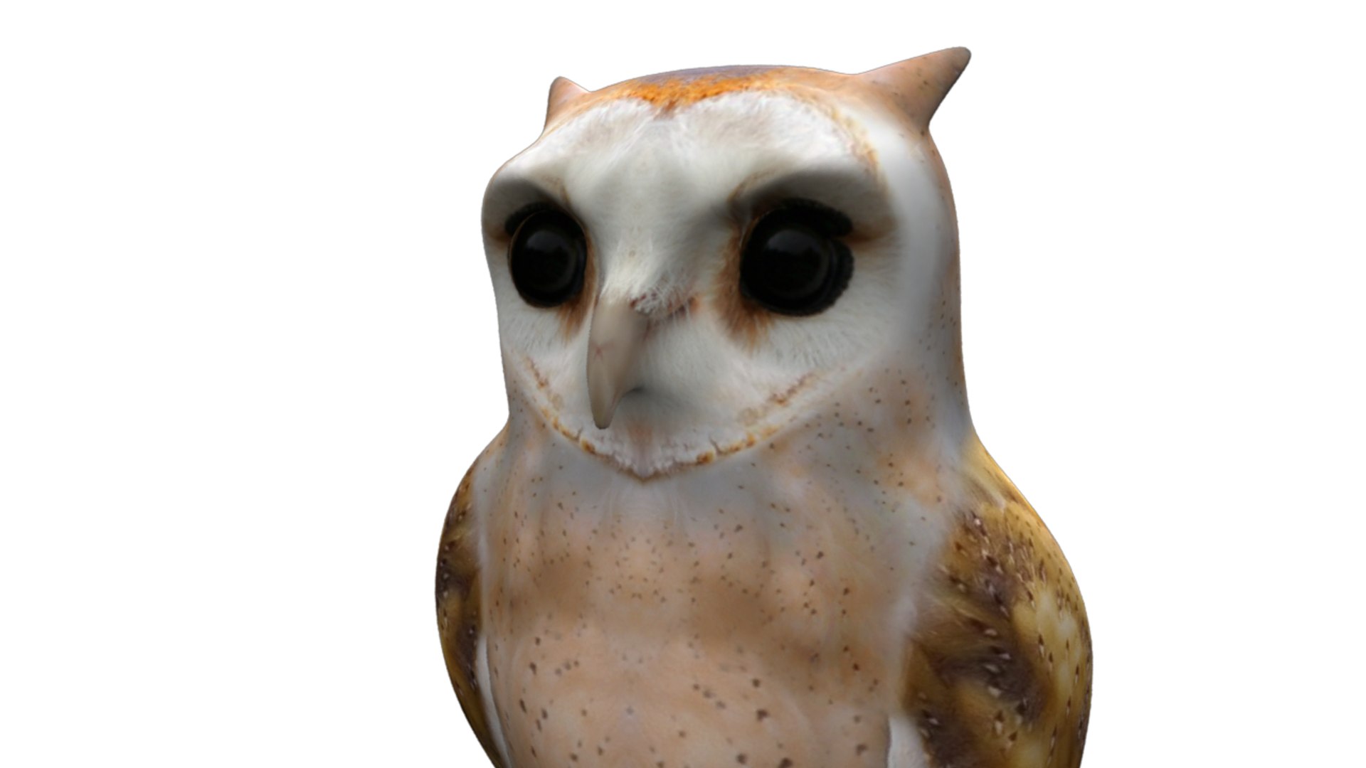 owls birds 3d obj