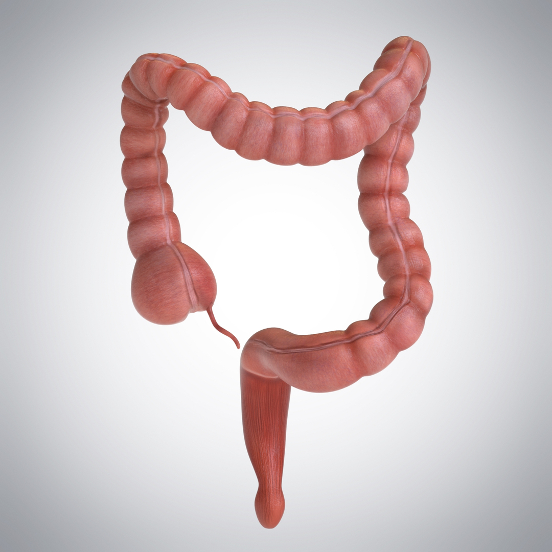Colon Anatomy 3d