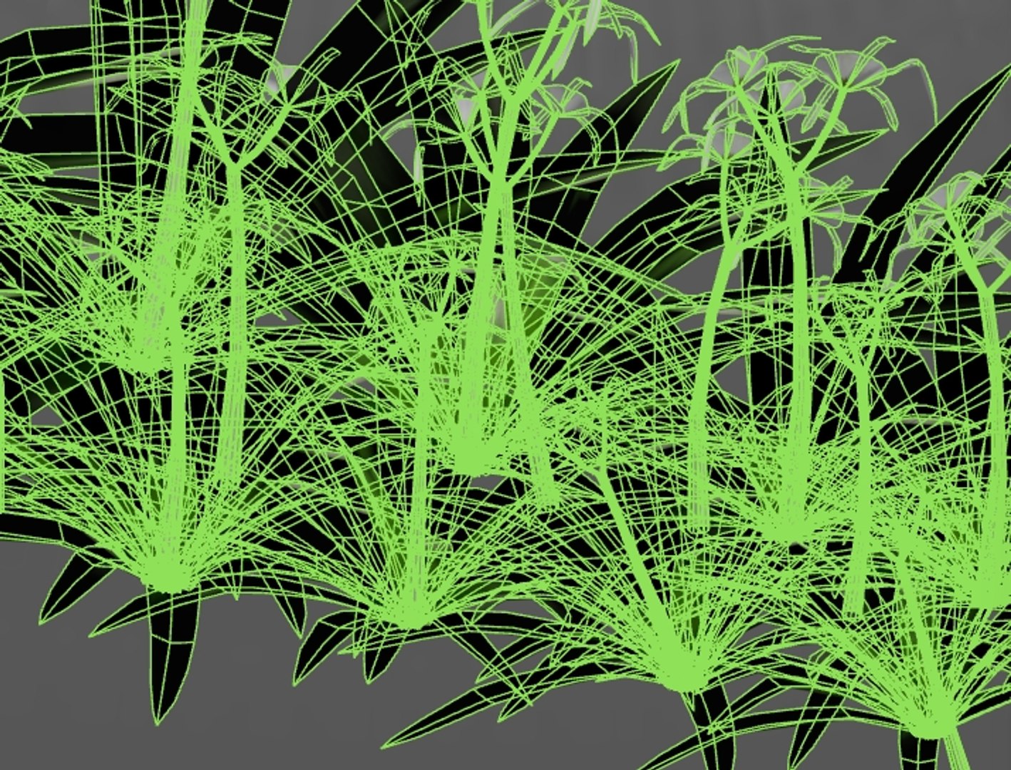 Ornamental Plant Model With Spider-like Small White Flowers 3D Model ...