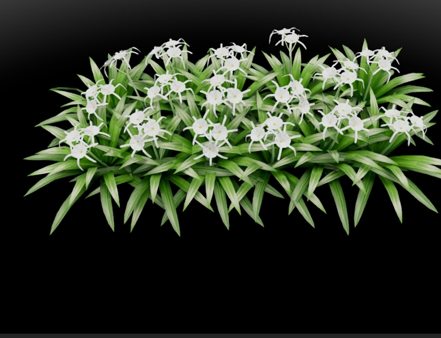 Ornamental Plant Model With Spider-like Small White Flowers 3D Model ...