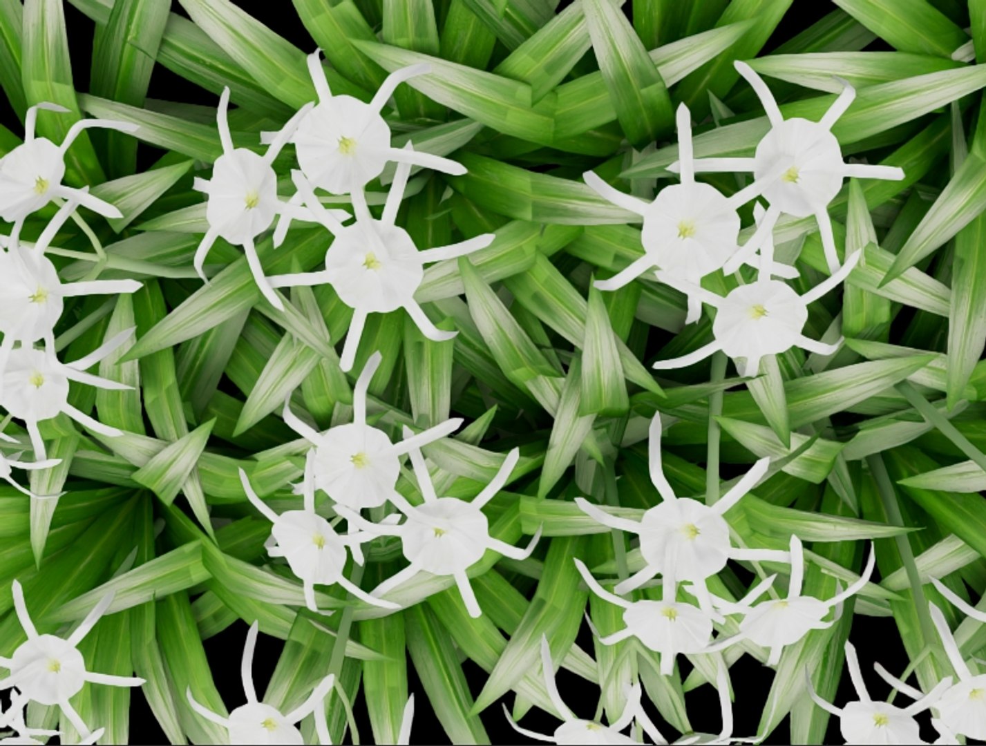 Ornamental Plant Model With Spider-like Small White Flowers 3D Model ...