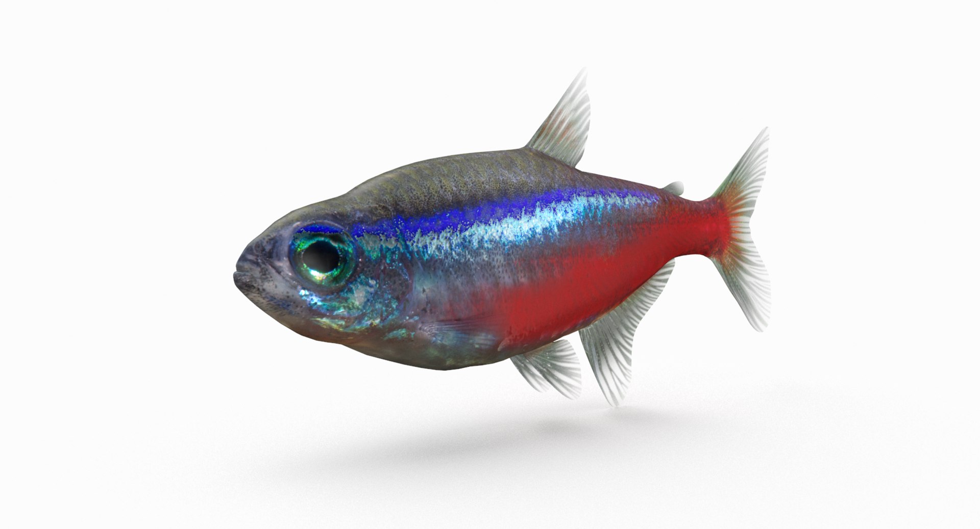 3D cardinal tetra - TurboSquid 1329697