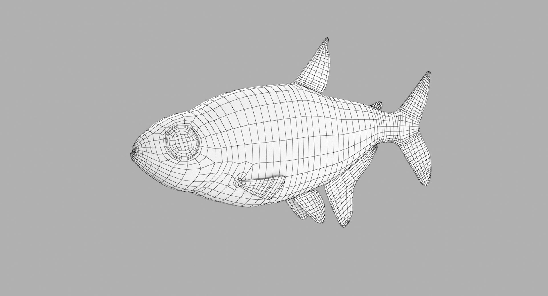 3D cardinal tetra - TurboSquid 1329697