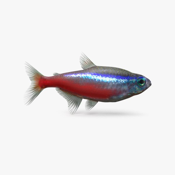 3D cardinal tetra - TurboSquid 1329697