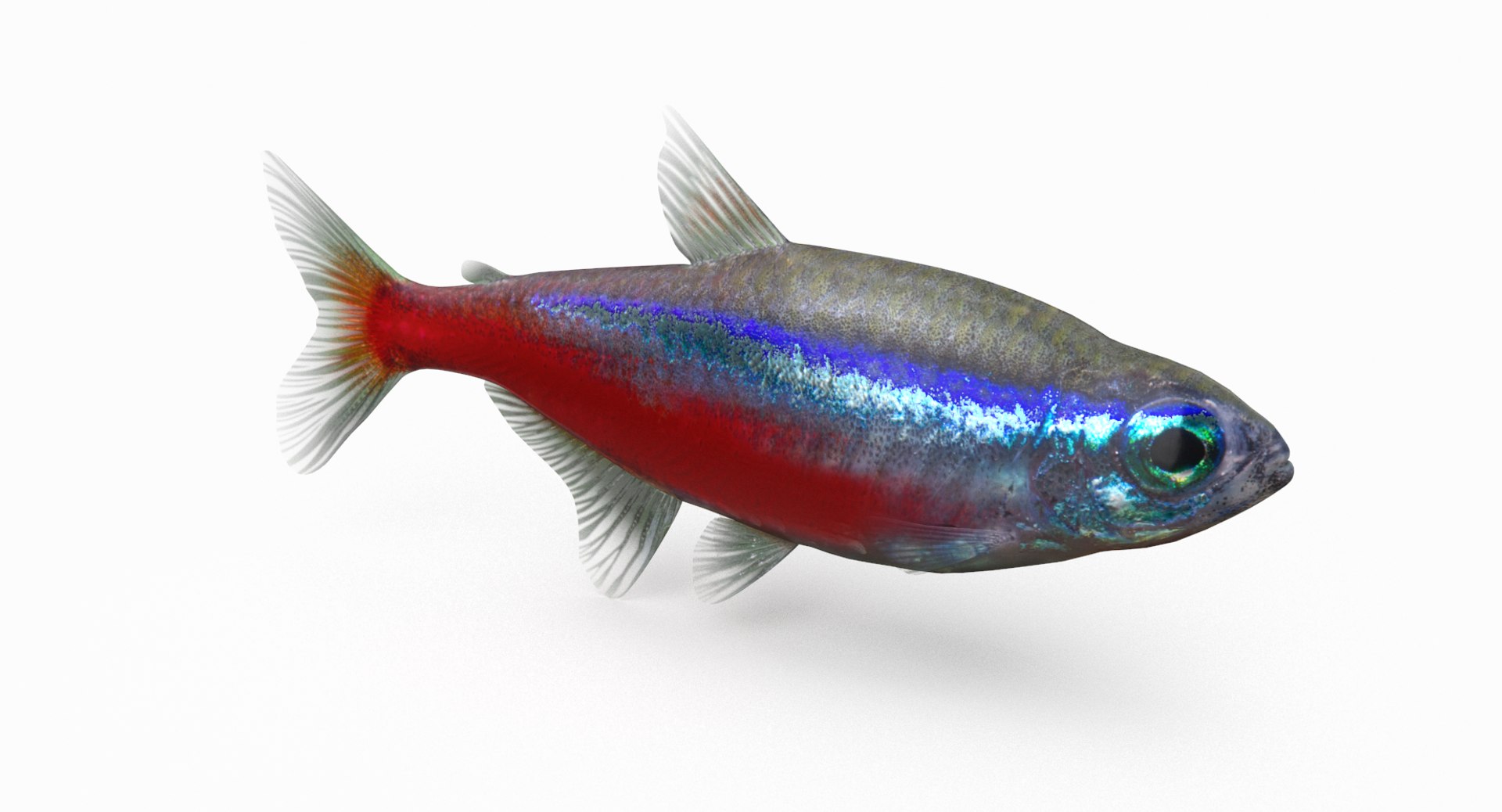 3D cardinal tetra - TurboSquid 1329697