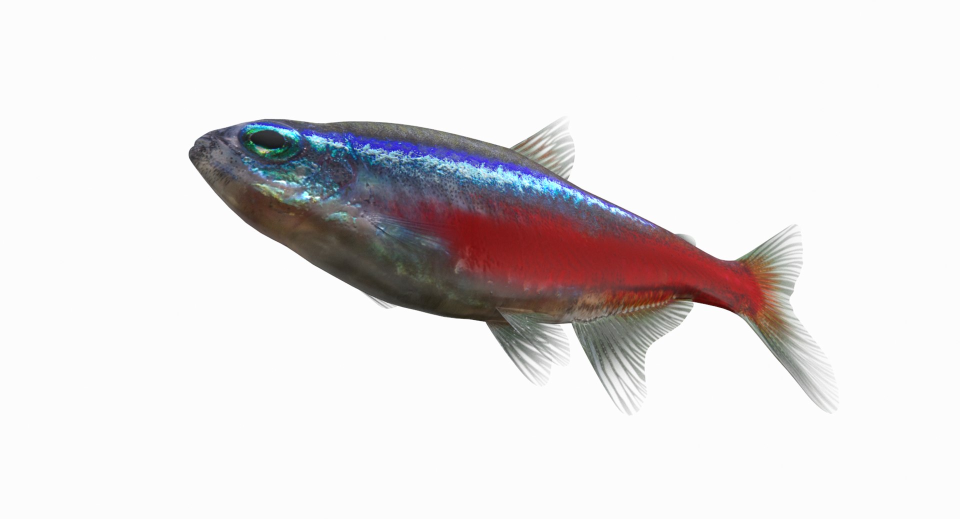 3D cardinal tetra - TurboSquid 1329697