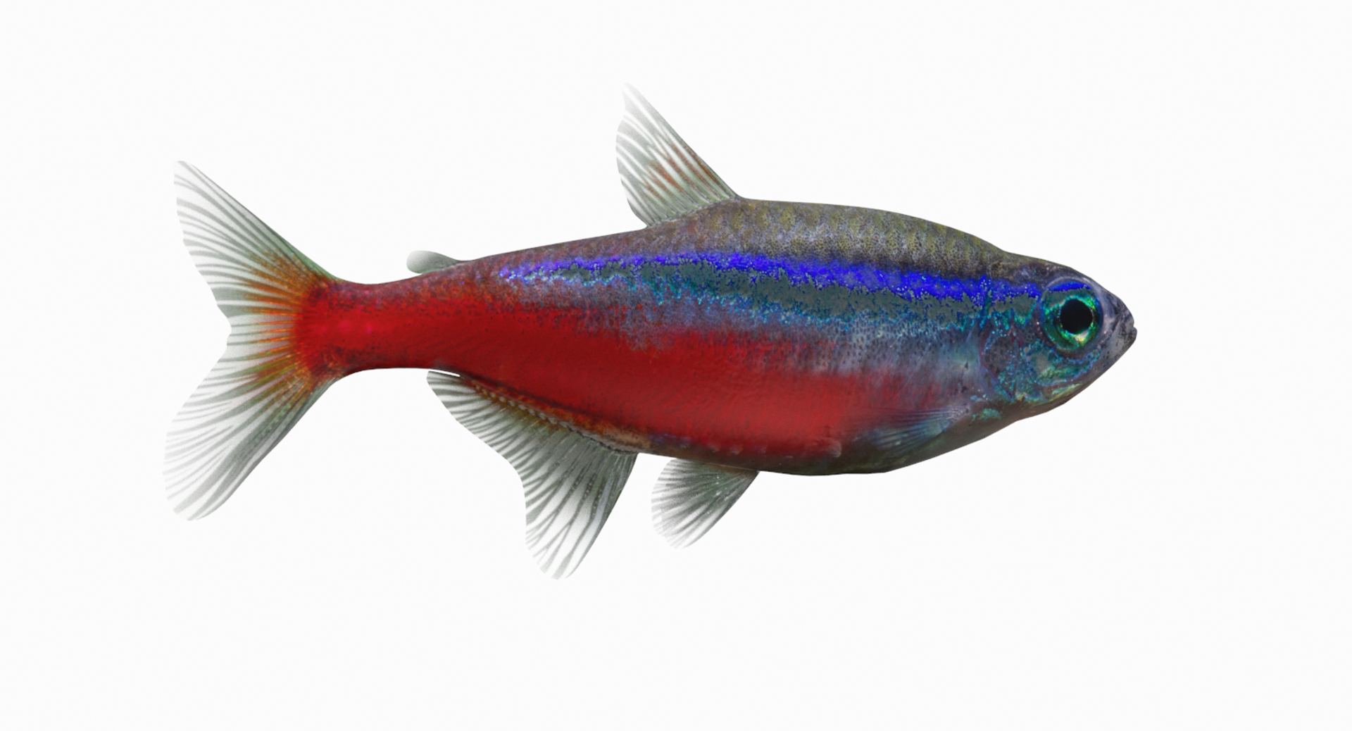 3D cardinal tetra - TurboSquid 1329697