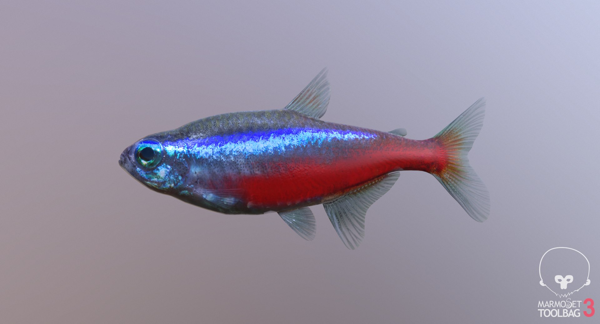 3D cardinal tetra - TurboSquid 1329697