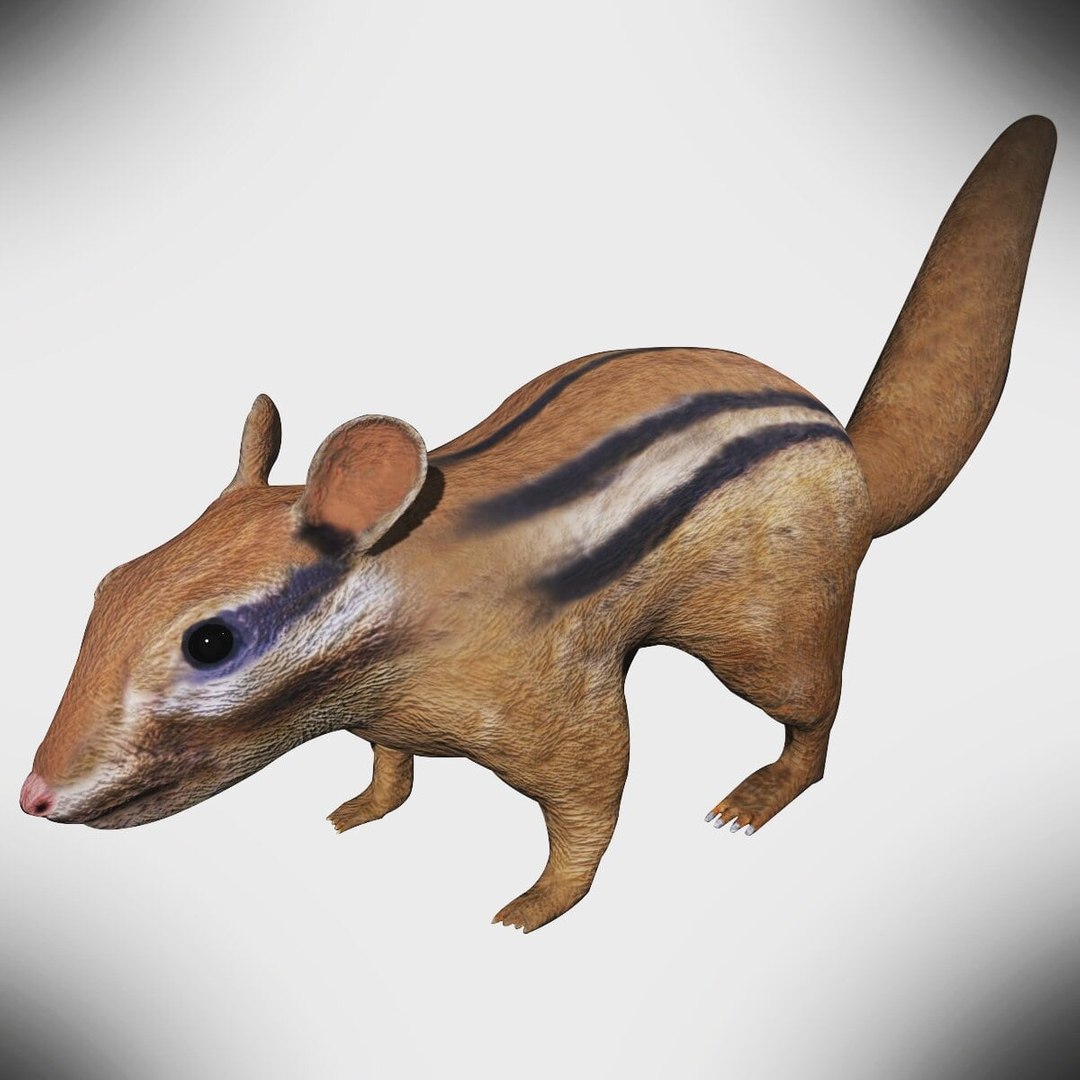 Chipmunk Rigged 3D Model - TurboSquid 1658969