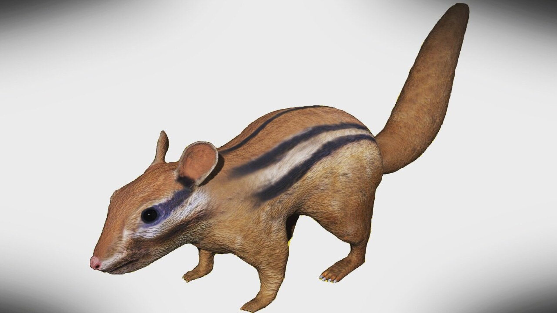 Chipmunk Rigged 3D Model - TurboSquid 1658969