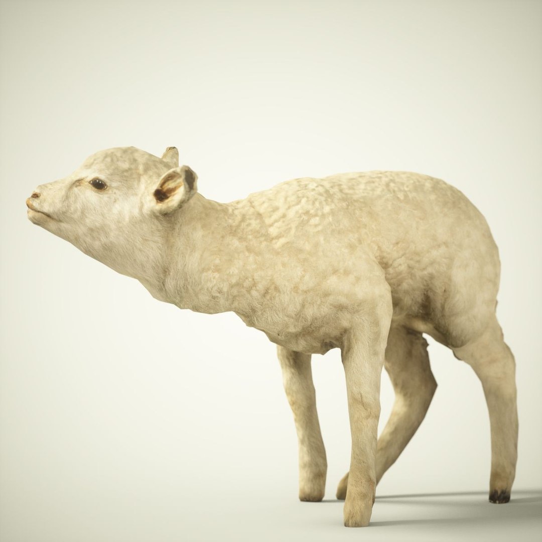 Animal Digital Photogrammetry 3D Model - TurboSquid 1162973