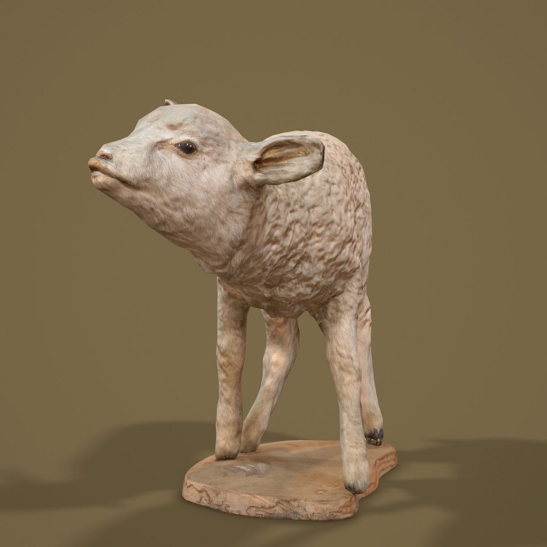 Animal Digital Photogrammetry 3D Model - TurboSquid 1162973