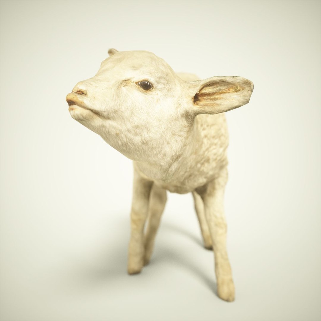 Animal Digital Photogrammetry 3D Model - TurboSquid 1162973