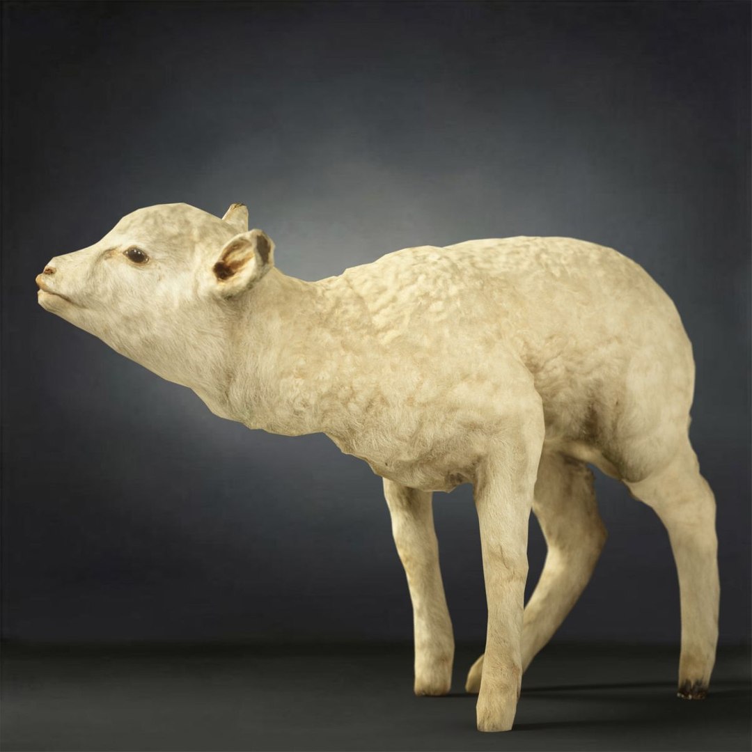 Animal Digital Photogrammetry 3D Model - TurboSquid 1162973