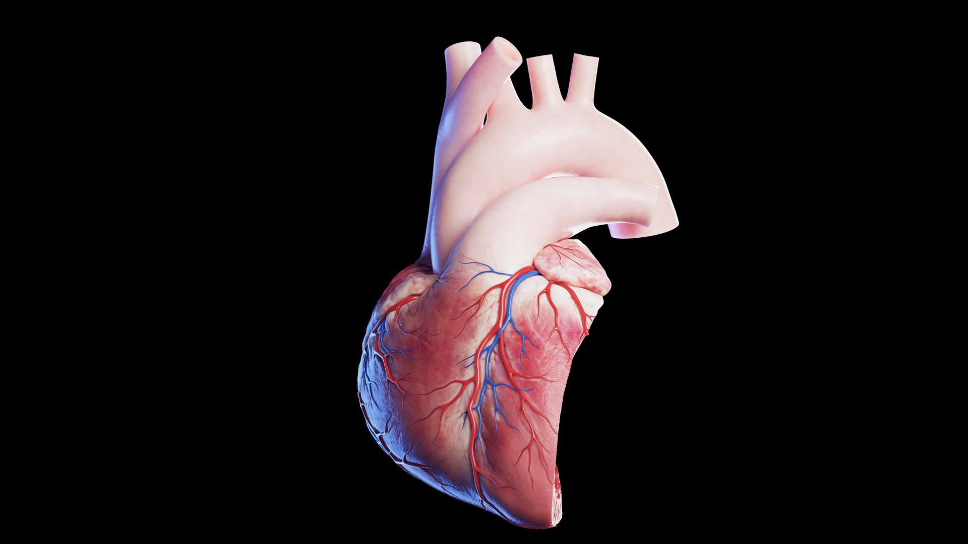 Medically Accurate Lateral Cross-section Of The Human Heart II 3D Model ...