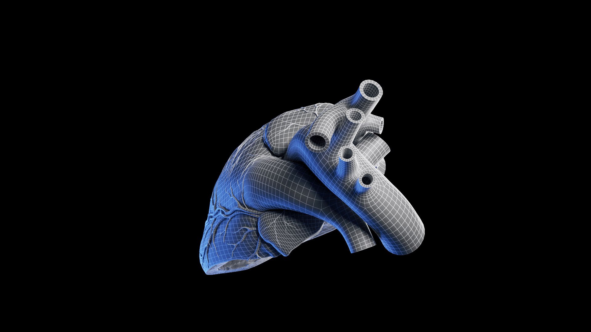 Medically Accurate Lateral Cross-section Of The Human Heart II 3D Model ...