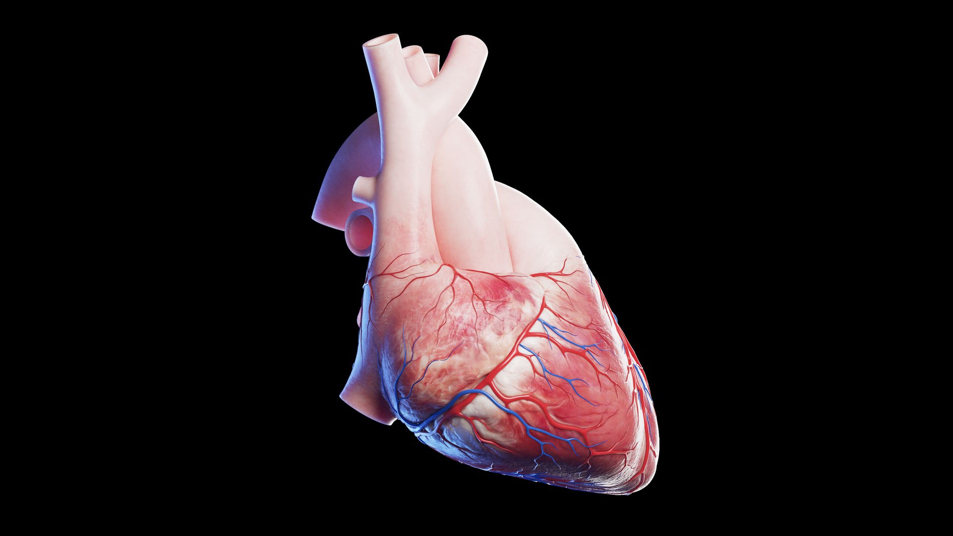Medically Accurate Lateral Cross-section Of The Human Heart II 3D Model ...
