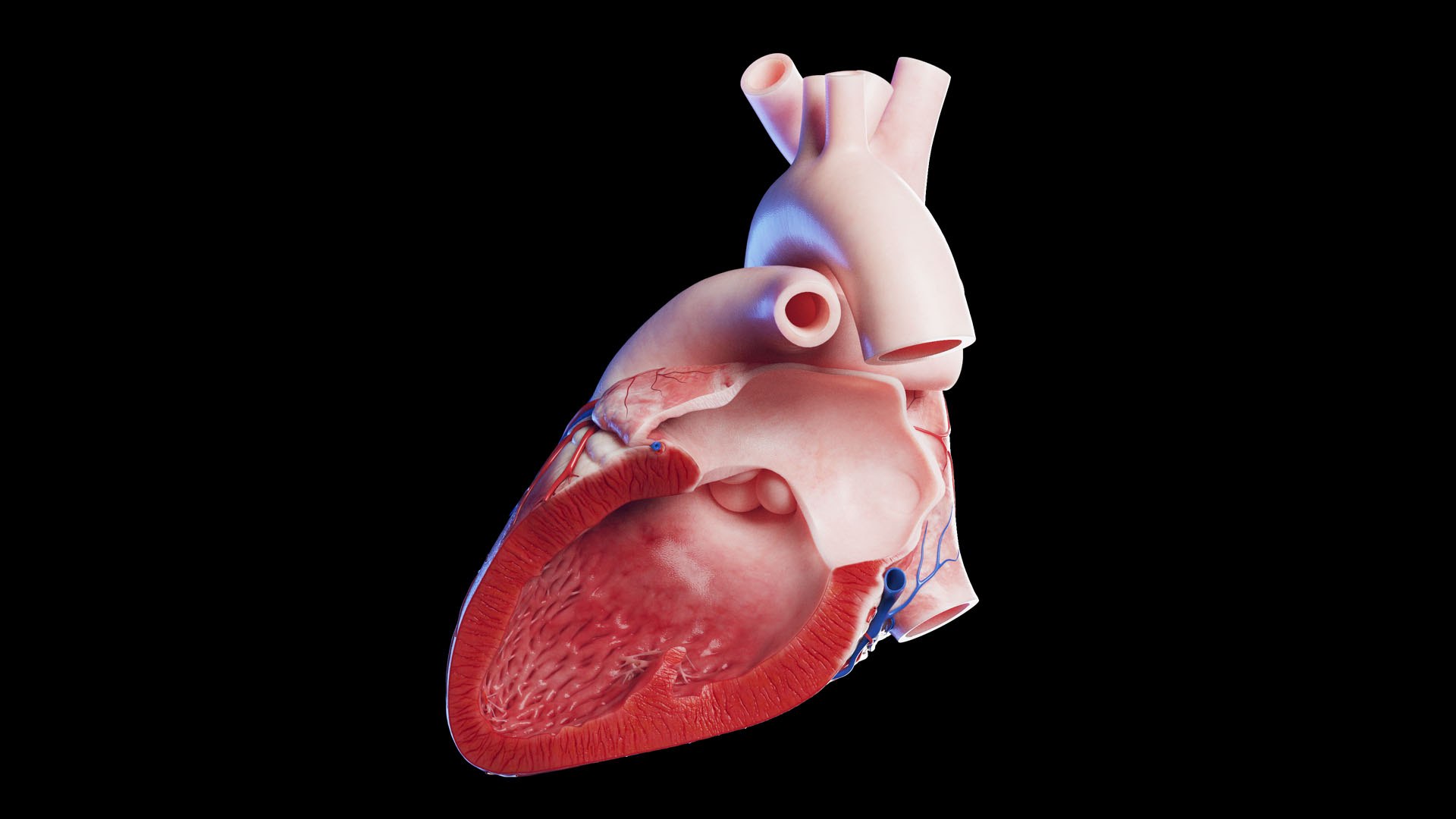 Medically accurate lateral cross-section of the Human Heart I3D模型 ...