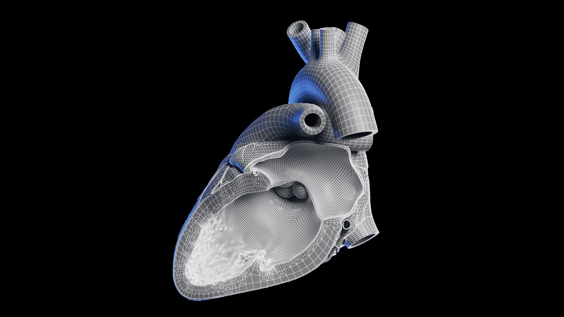 Medically Accurate Lateral Cross-section Of The Human Heart II 3D Model ...