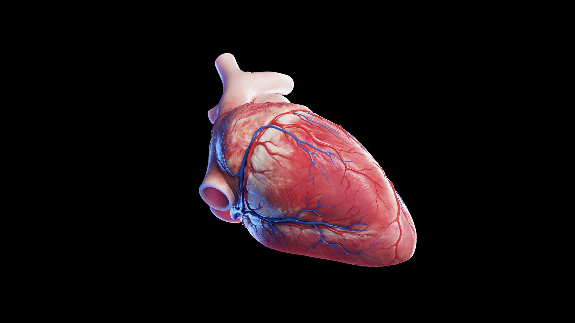 Medically Accurate Lateral Cross-section Of The Human Heart II 3D Model ...