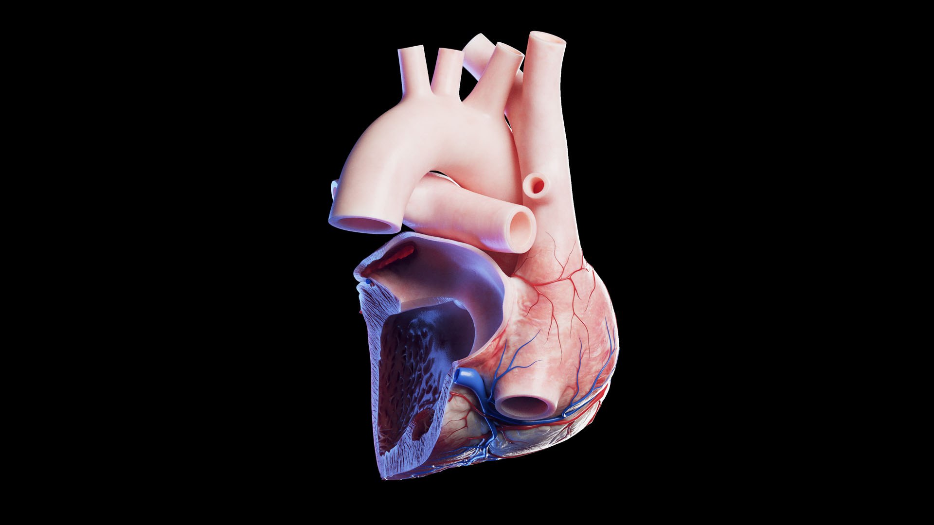 Medically Accurate Lateral Cross-section Of The Human Heart II 3D Model ...