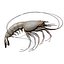 Prawn 3d Model