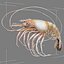 Prawn 3d Model