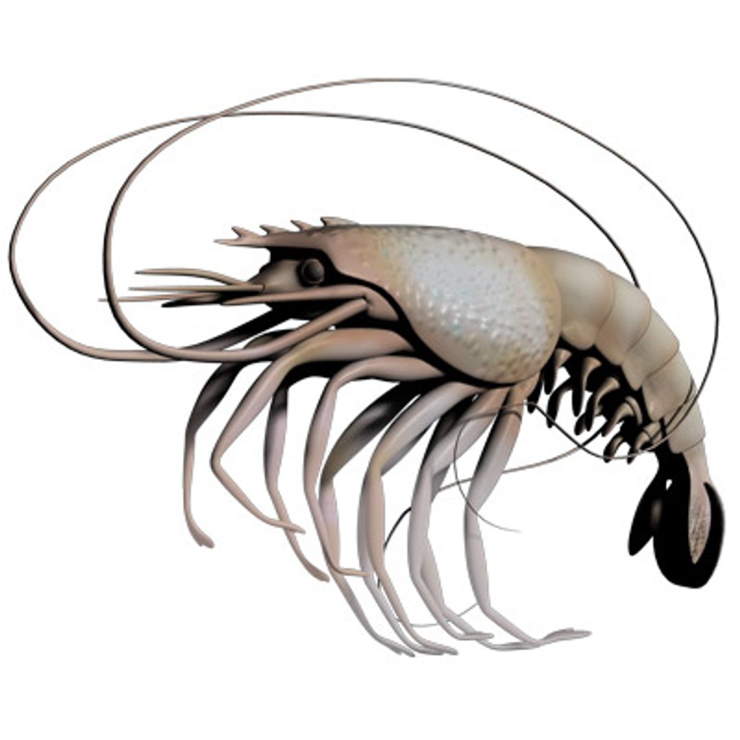 Prawn 3d Model