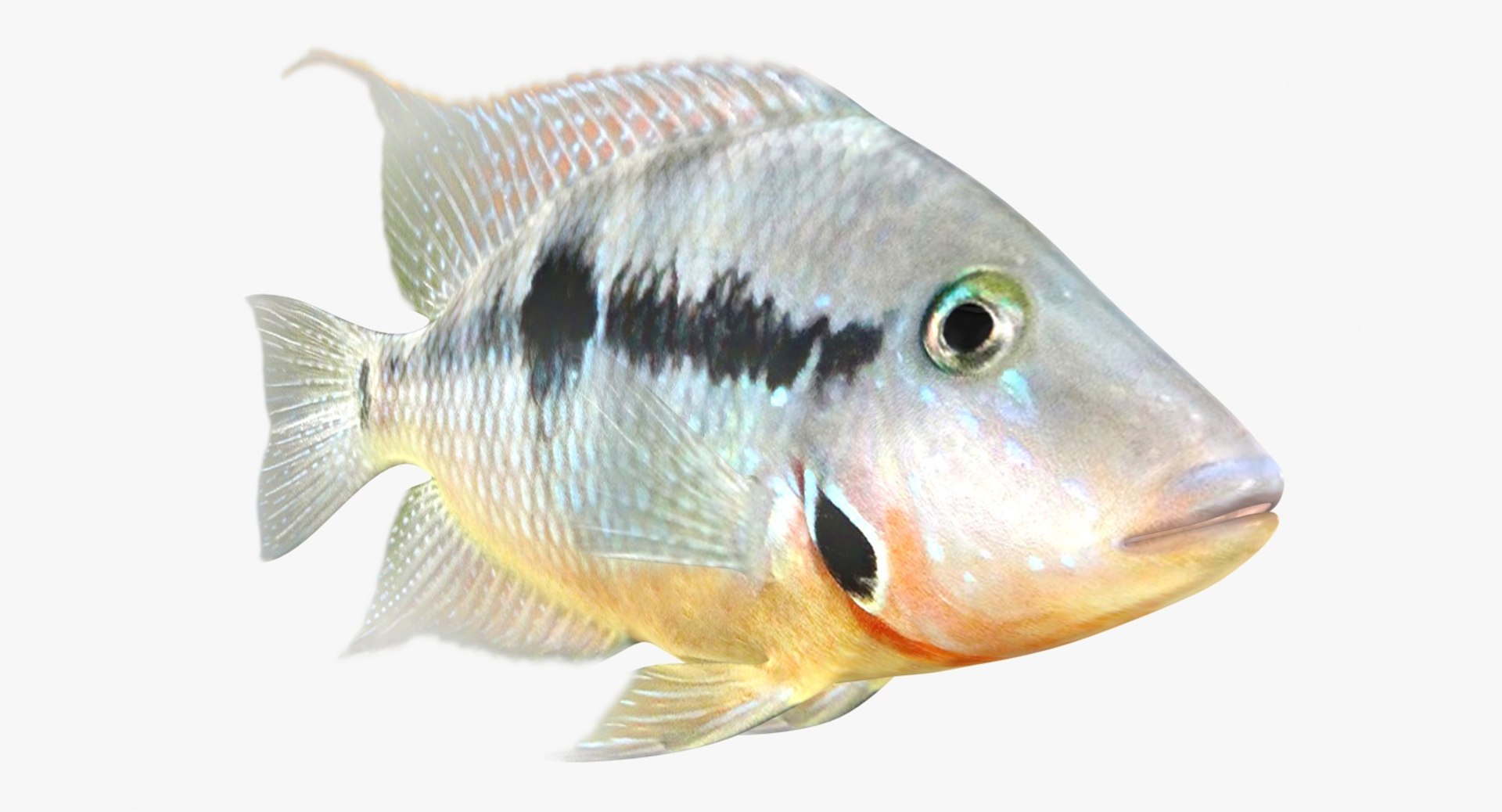 Firemouth cichlid 3D model - TurboSquid 1330289
