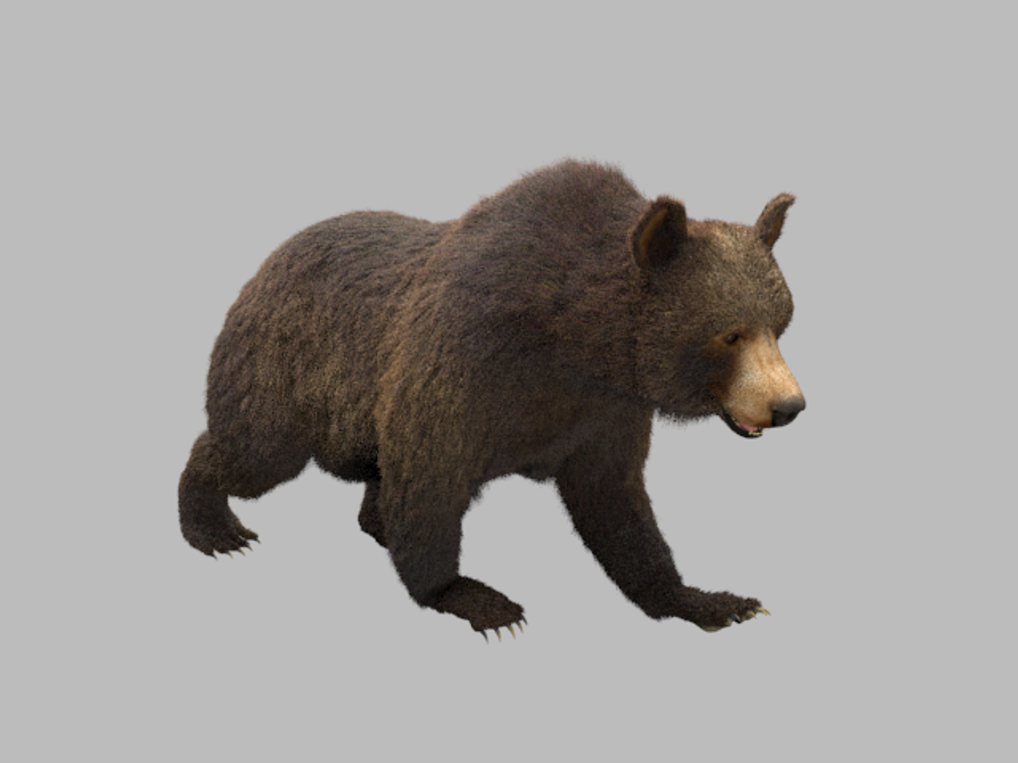 3d Photorealistic Bear Fur