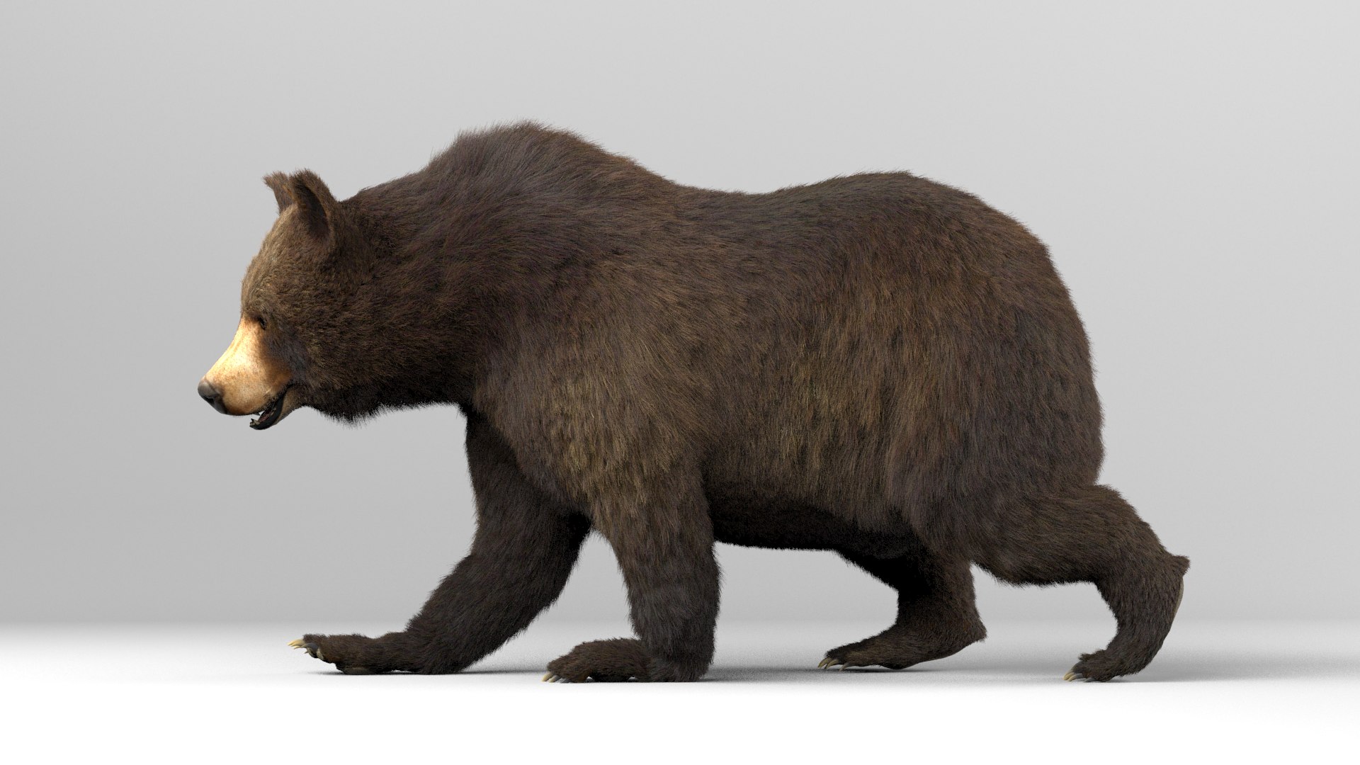 3d Photorealistic Bear Fur