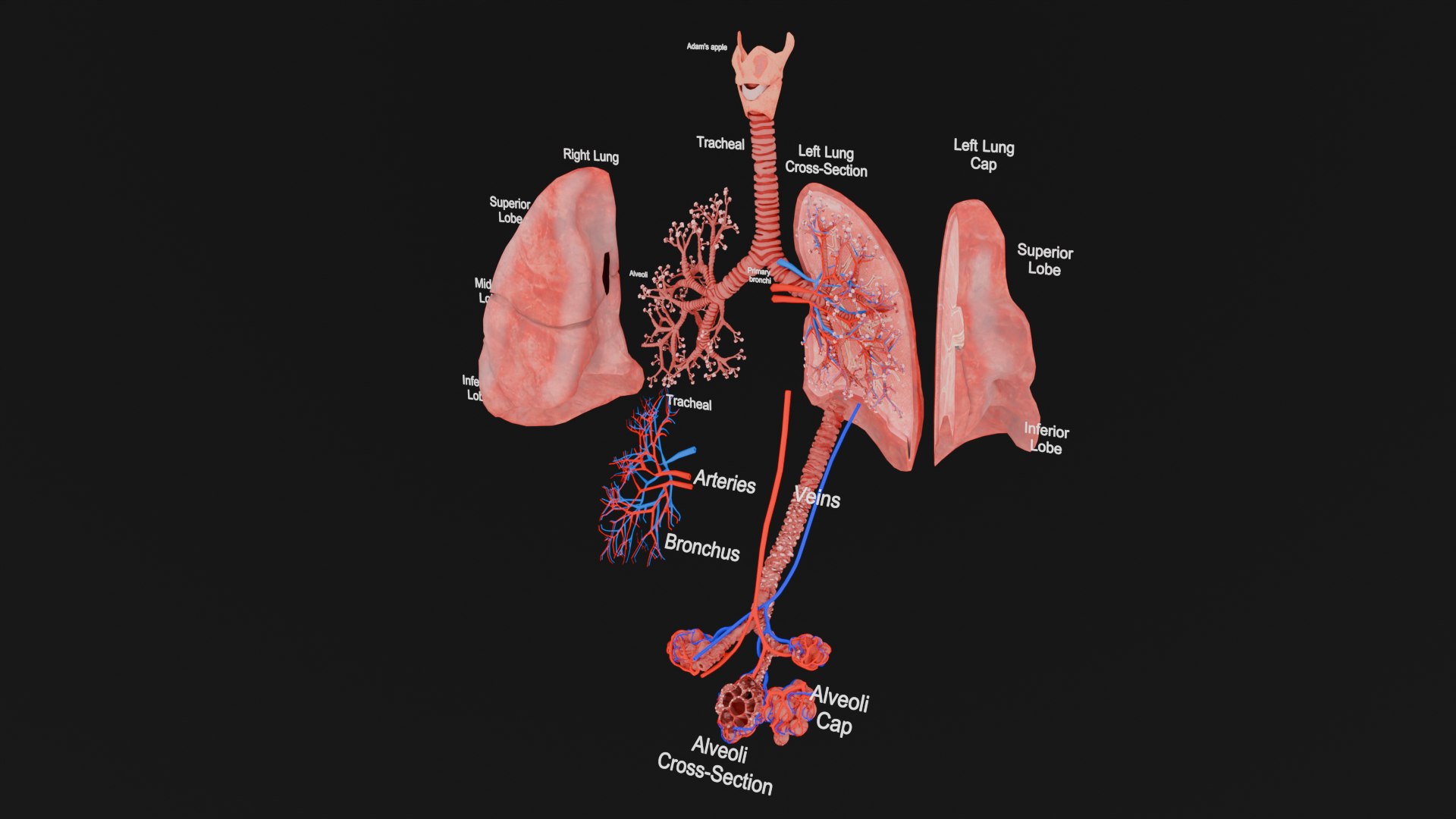 3D Anatomical Lungs 3D Model With Detailed Respiratory Pathway ...