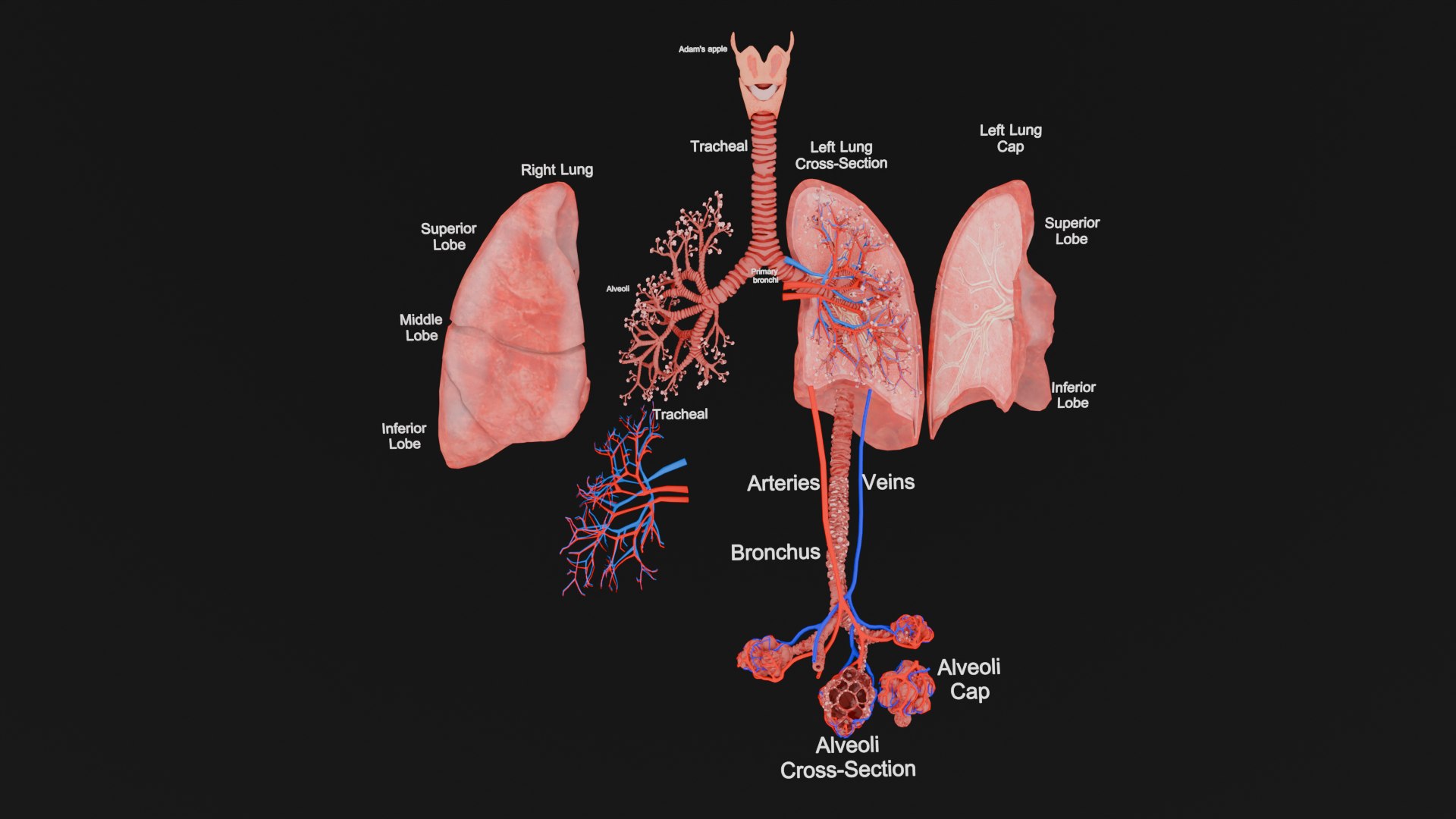 3D Anatomical Lungs 3D Model With Detailed Respiratory Pathway ...