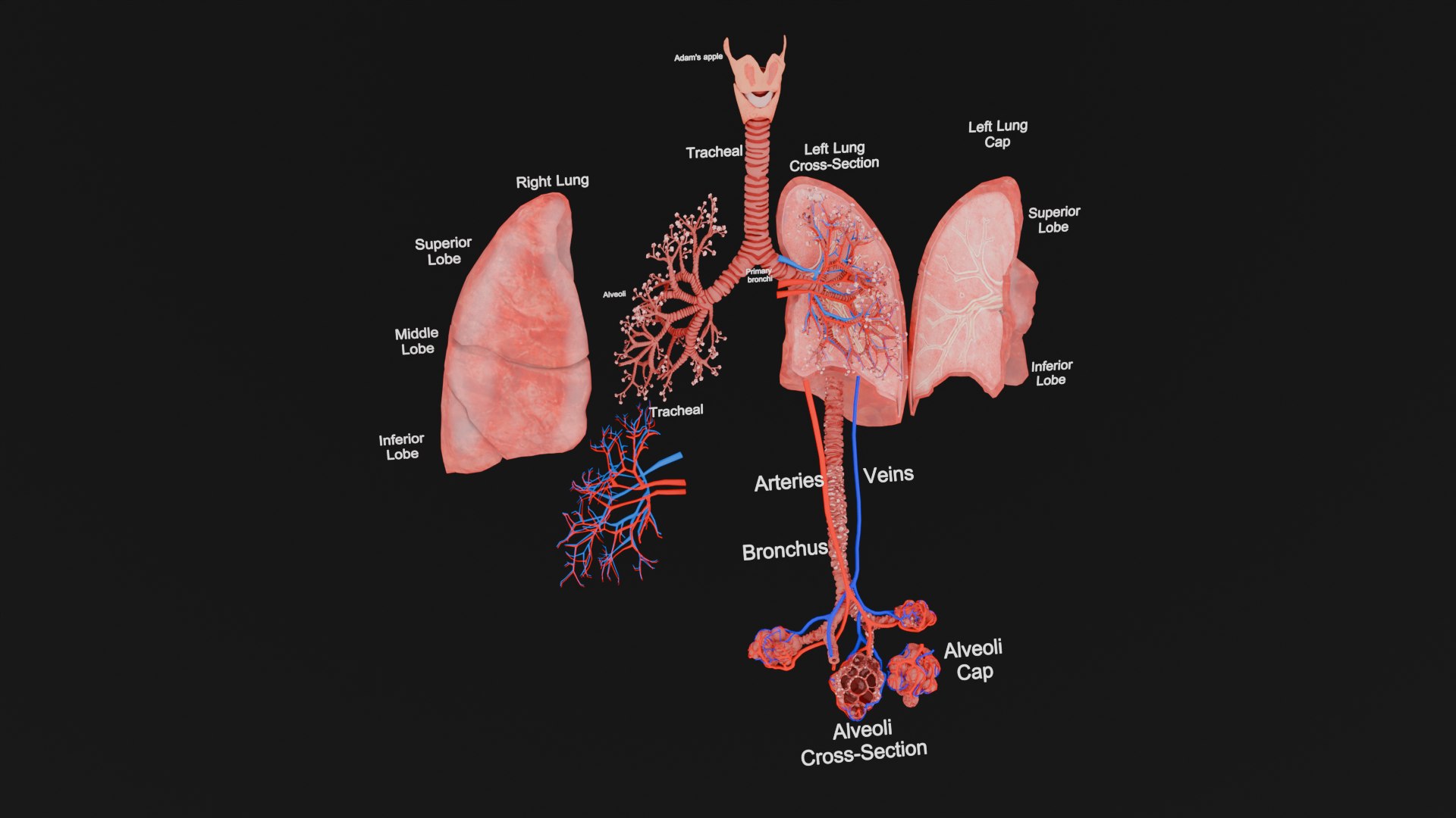 3D Anatomical Lungs 3D Model With Detailed Respiratory Pathway ...