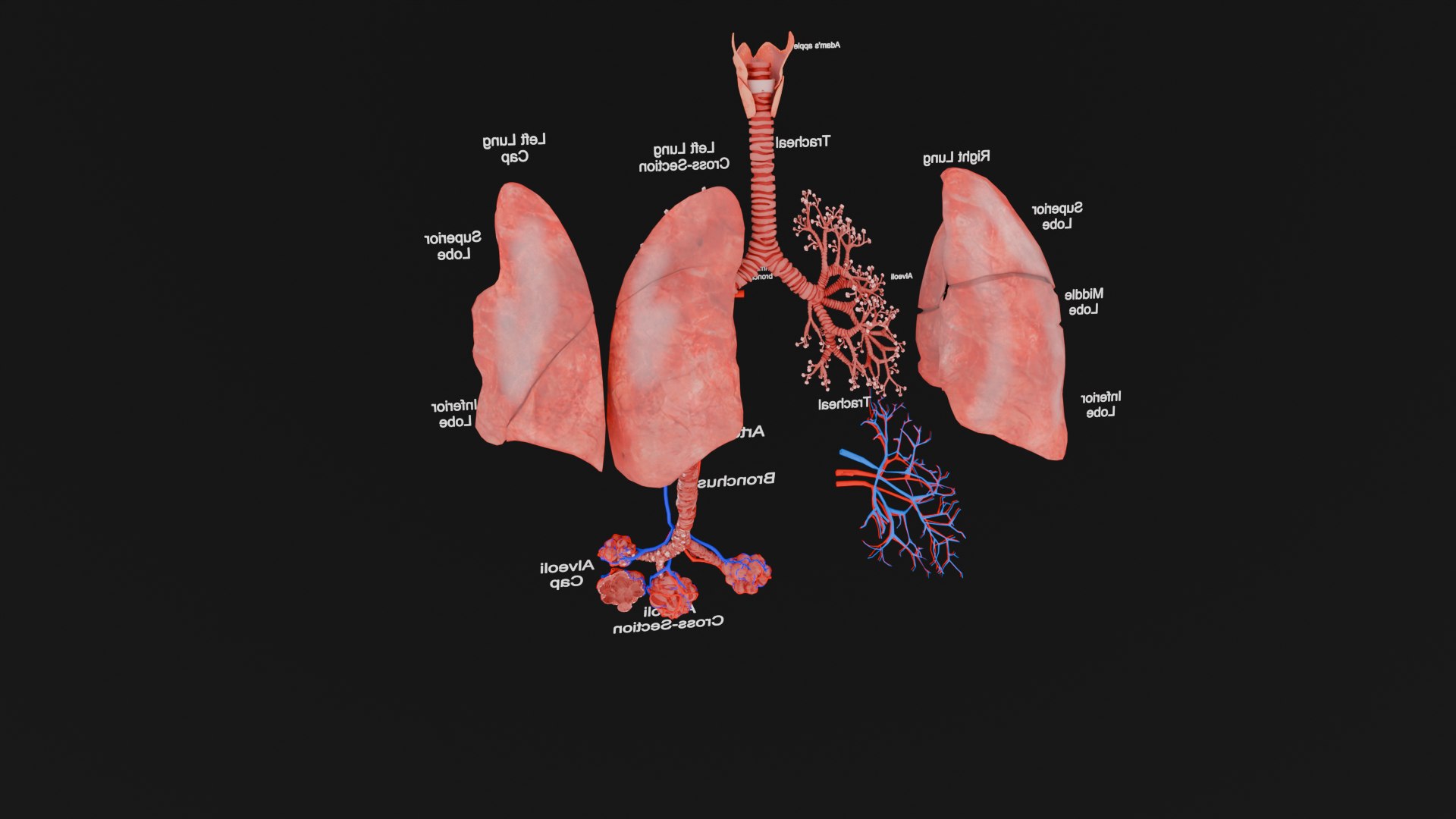 3D Anatomical Lungs 3D Model With Detailed Respiratory Pathway ...