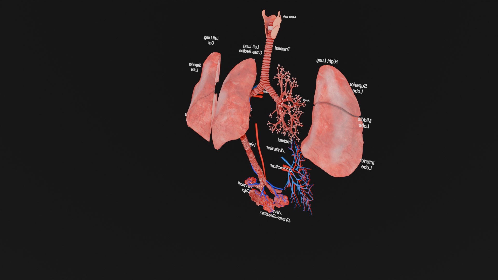 3D Anatomical Lungs 3D Model With Detailed Respiratory Pathway ...