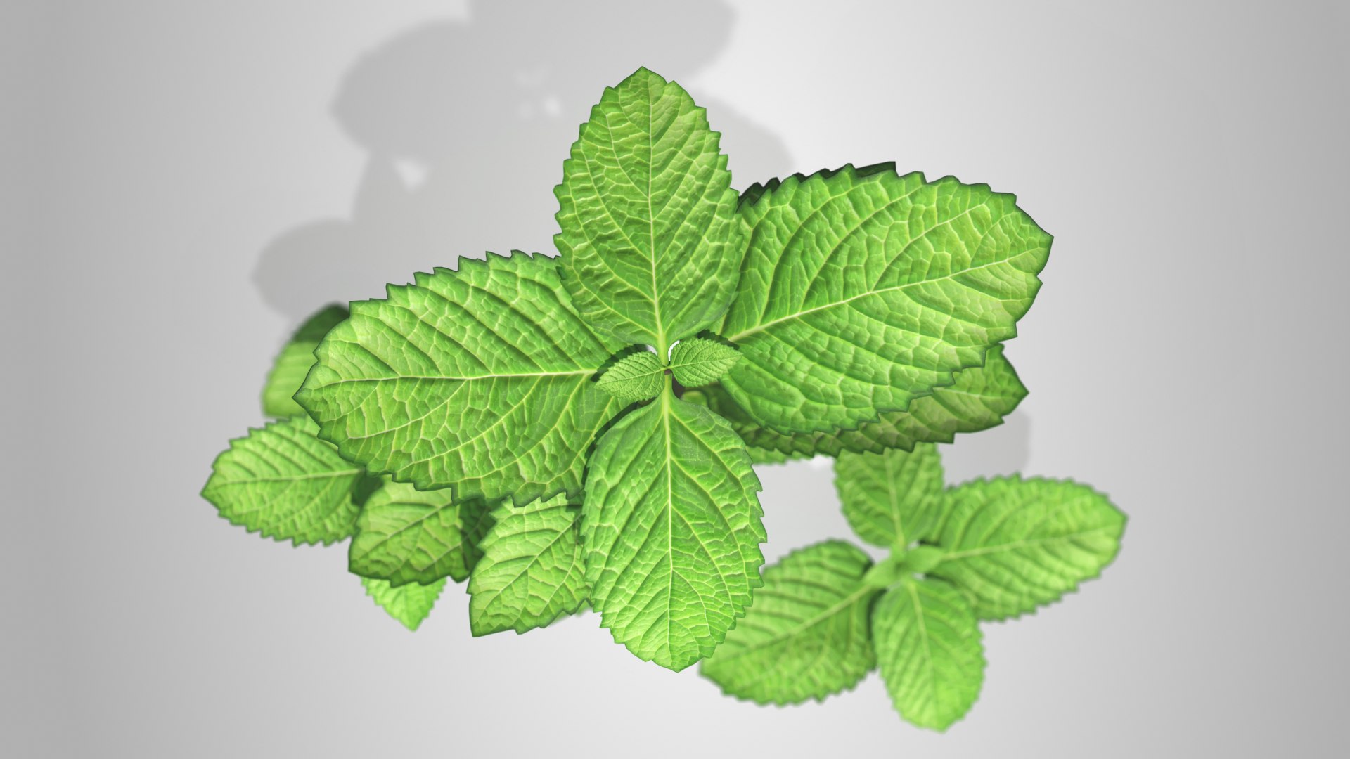 3D Mint Branch - TurboSquid 2310829