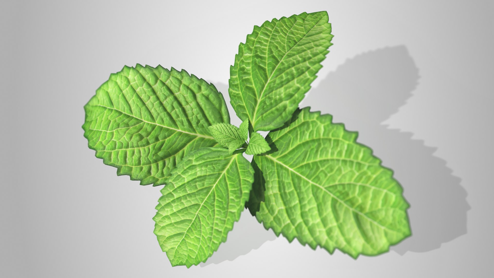 3D Mint Branch - TurboSquid 2310829