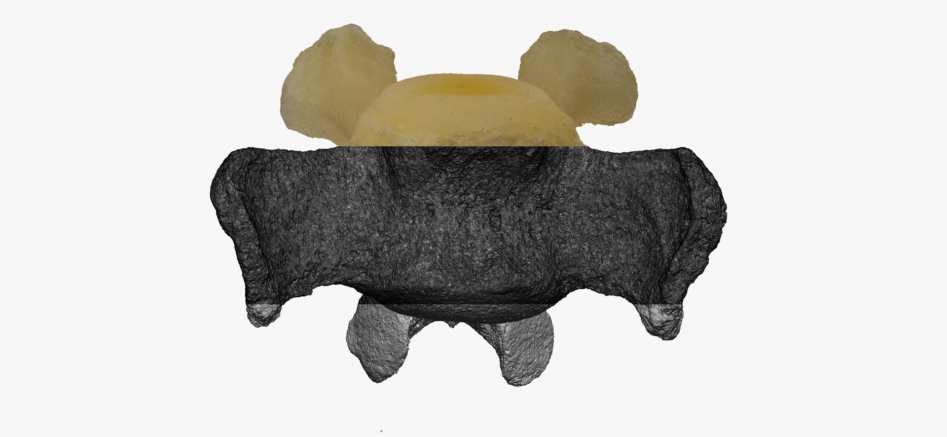 Pavian Monkey Male Caudal Vertebrae Cd2 RAW Scan Model - TurboSquid 2143254