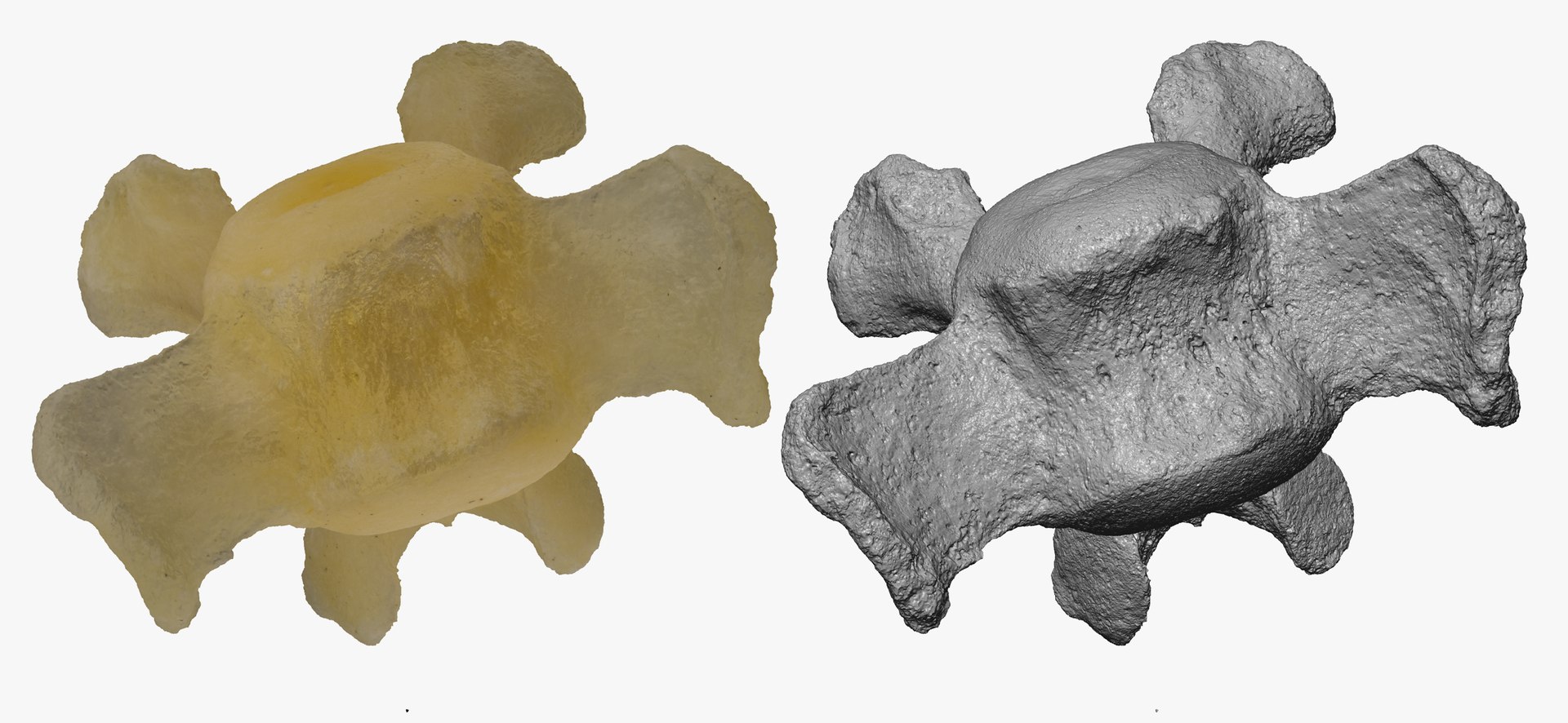 Pavian Monkey Male Caudal Vertebrae Cd2 RAW Scan Model - TurboSquid 2143254