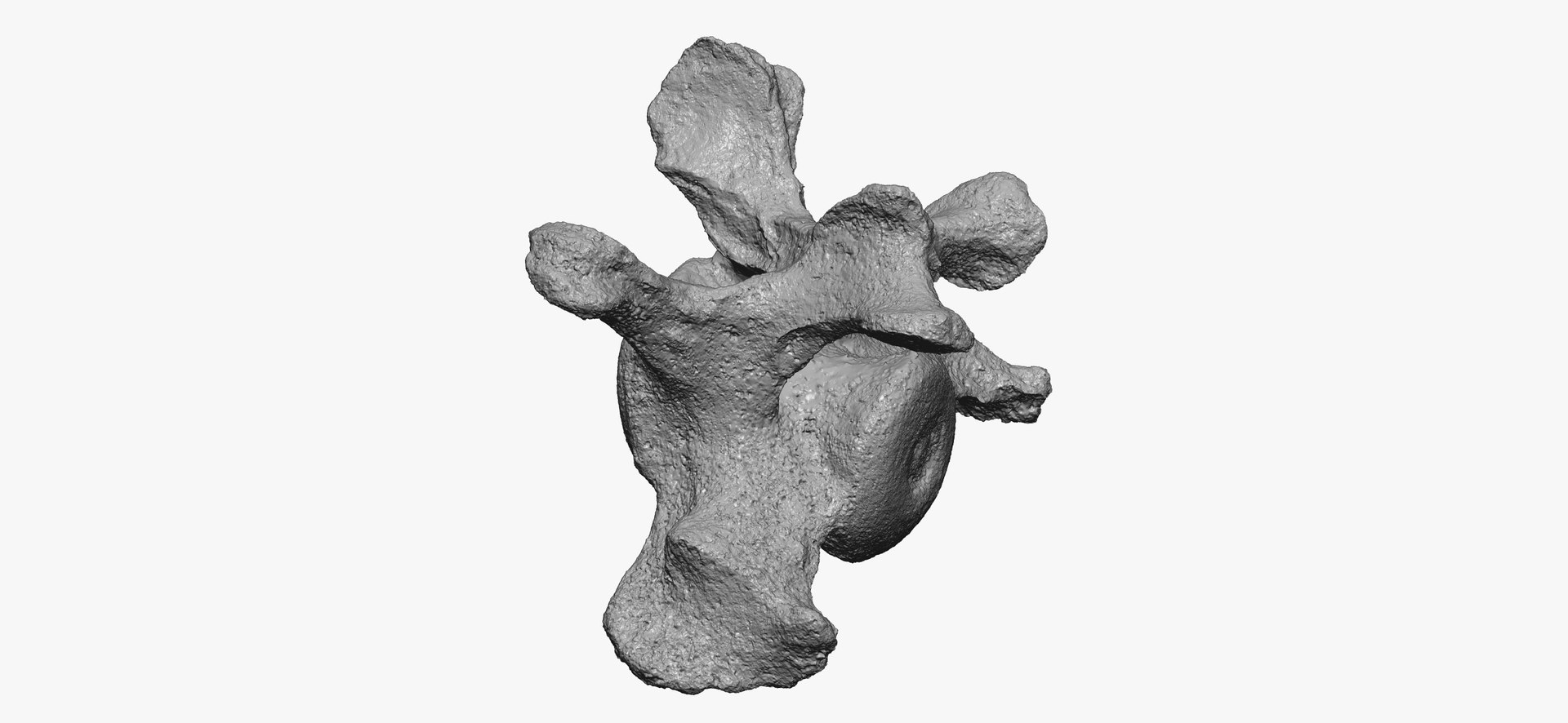 Pavian Monkey Male Caudal Vertebrae Cd2 RAW Scan Model - TurboSquid 2143254