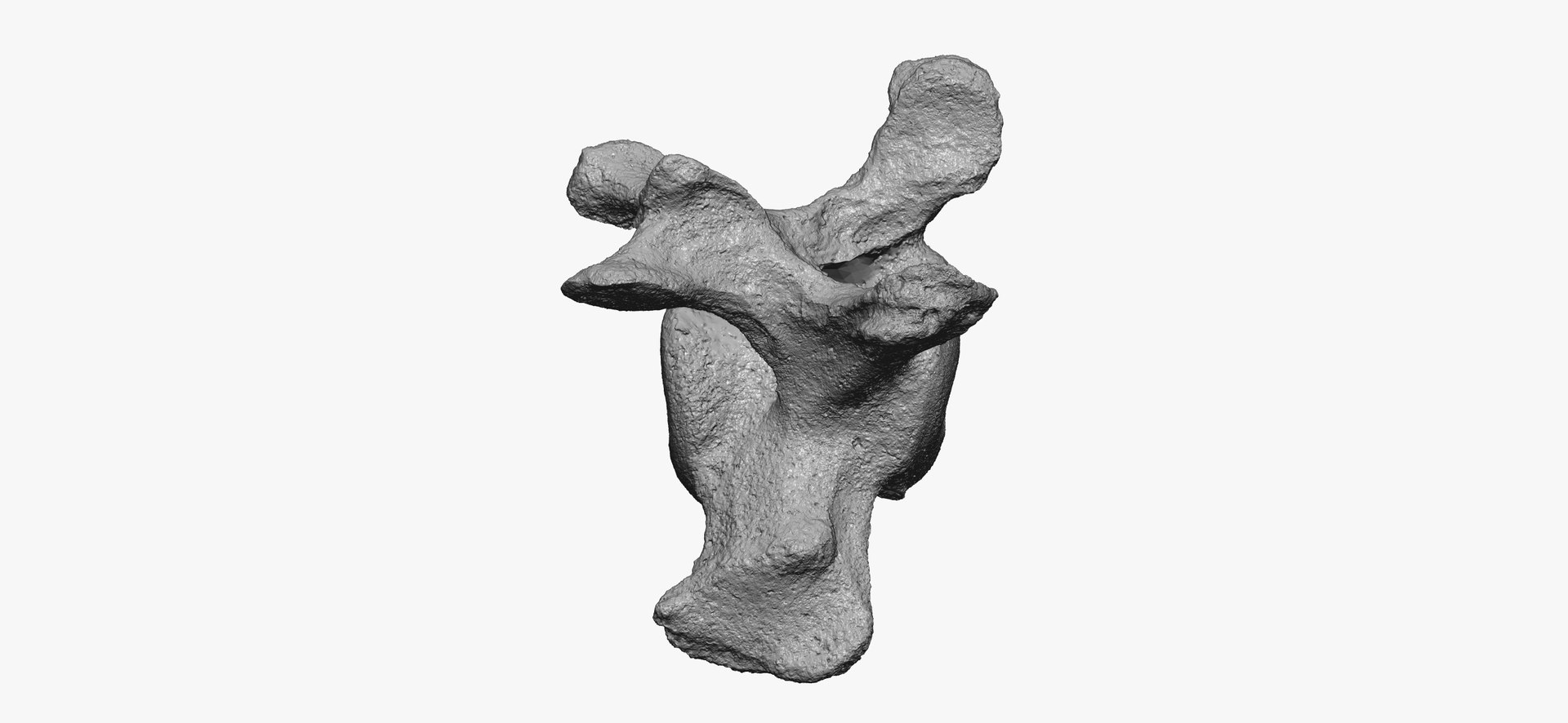 Pavian Monkey Male Caudal Vertebrae Cd2 RAW Scan Model - TurboSquid 2143254