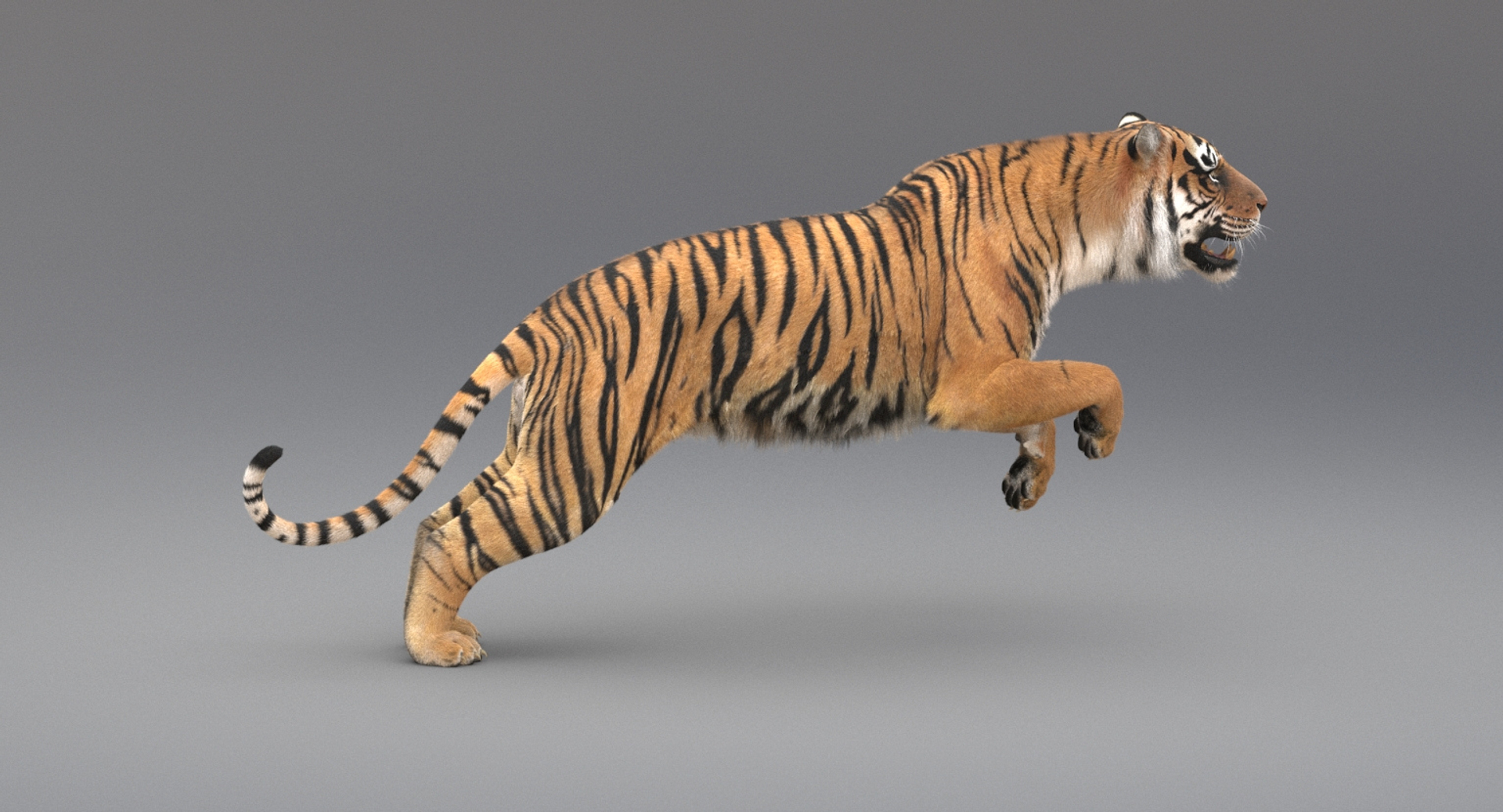 Tiger Running Side View