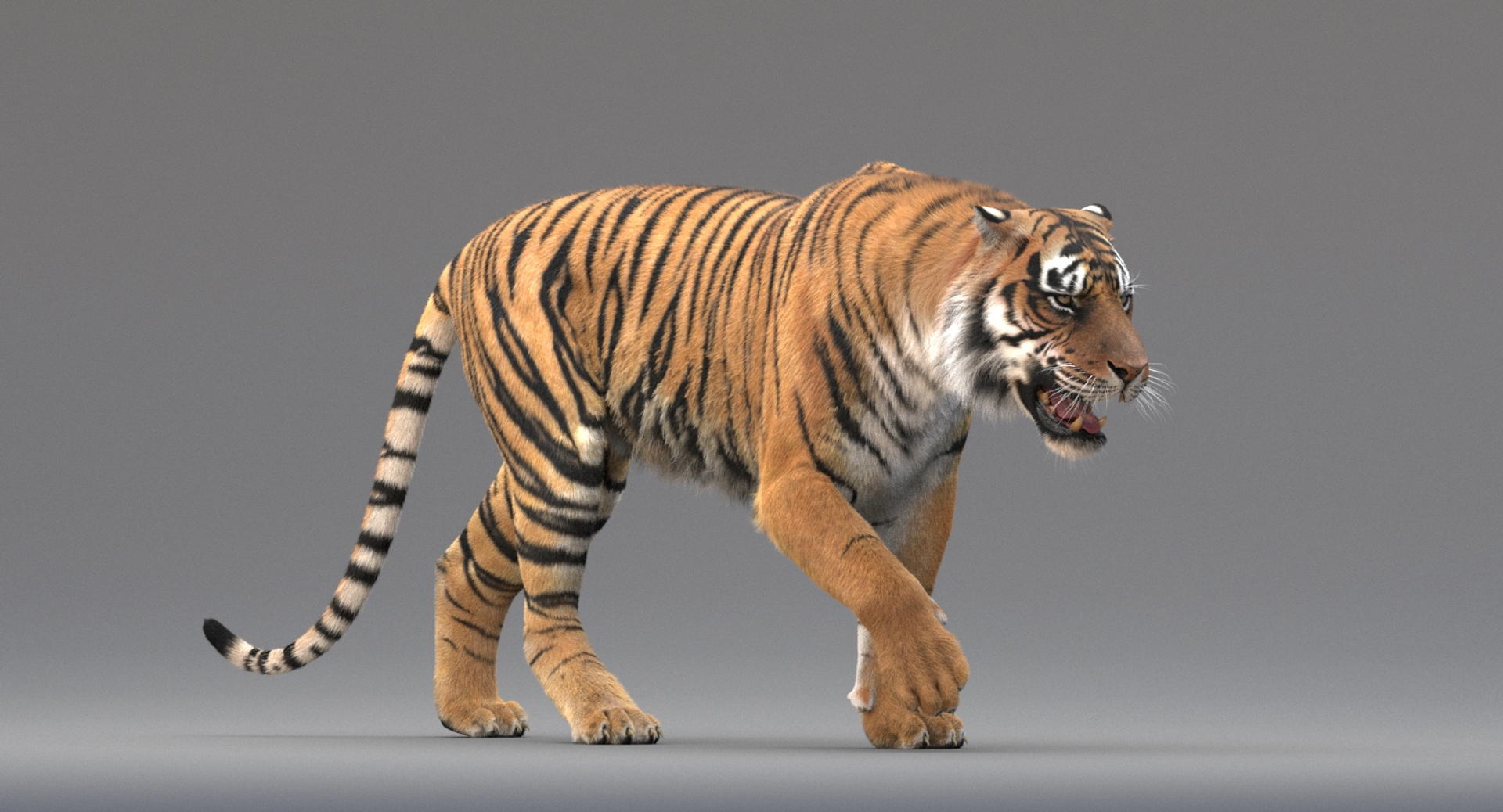 3D realistic tiger fur animation model - TurboSquid 1244180