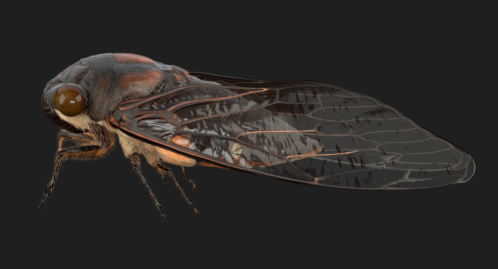Rigged Cicada 3d Model