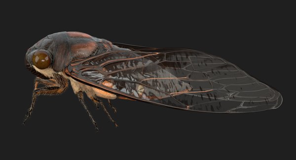 rigged cicada 3d model