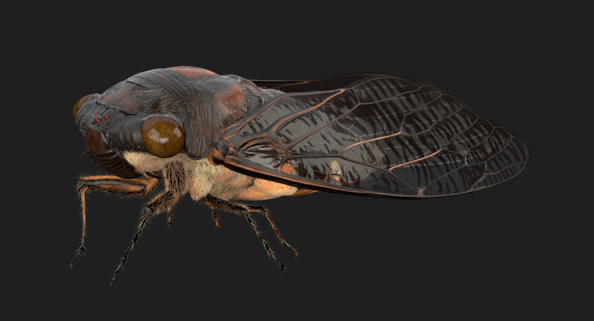 Rigged Cicada 3d Model