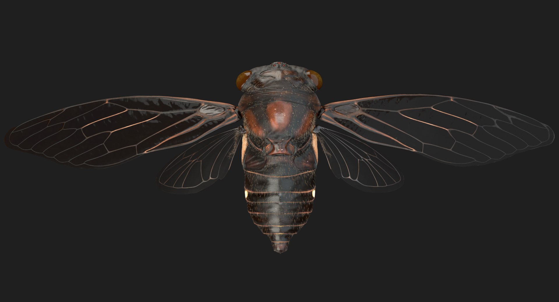 Rigged Cicada 3d Model